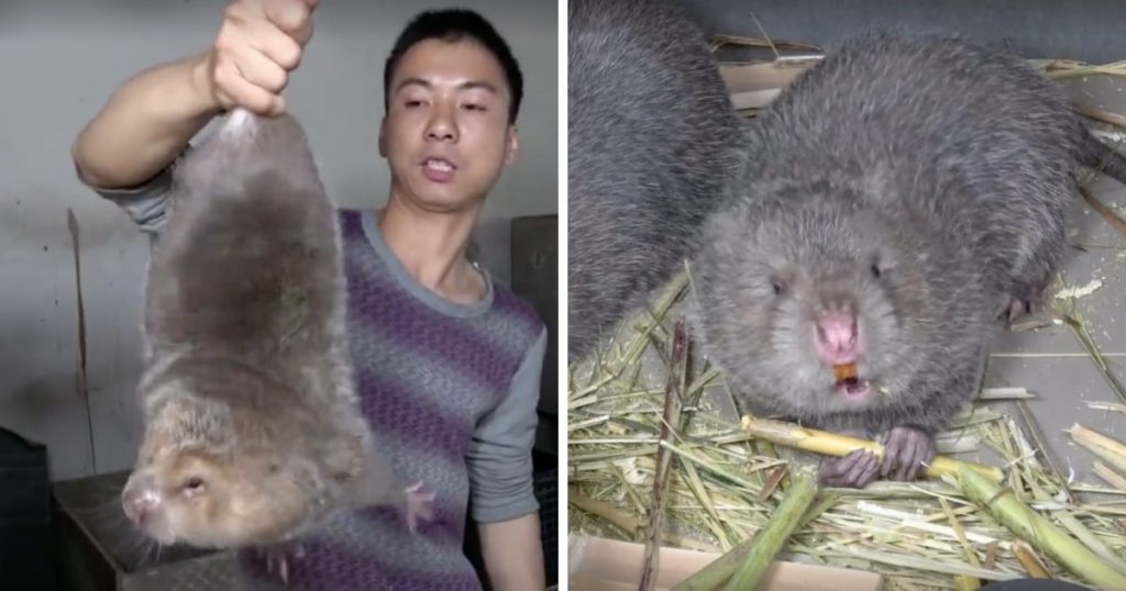 Tikus Besar Yang Boleh Dimakan Ini Lebih Mahal Dari Harga Daging ...